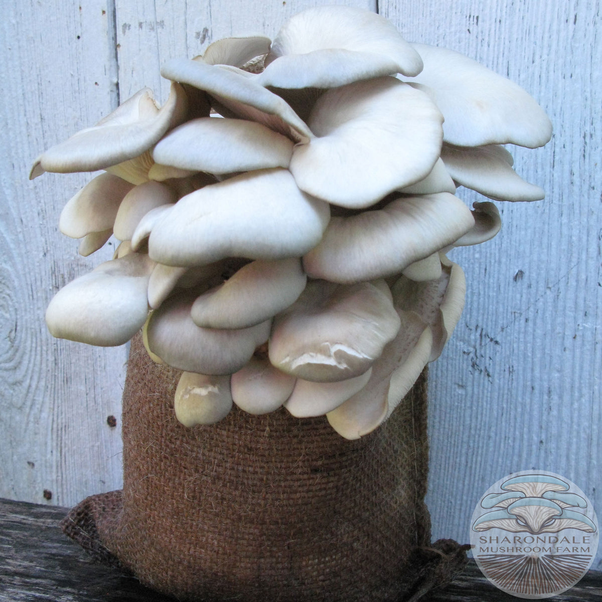 Shroom Bloom Mushroom Grow Kit – Sharondale Mushroom Farm